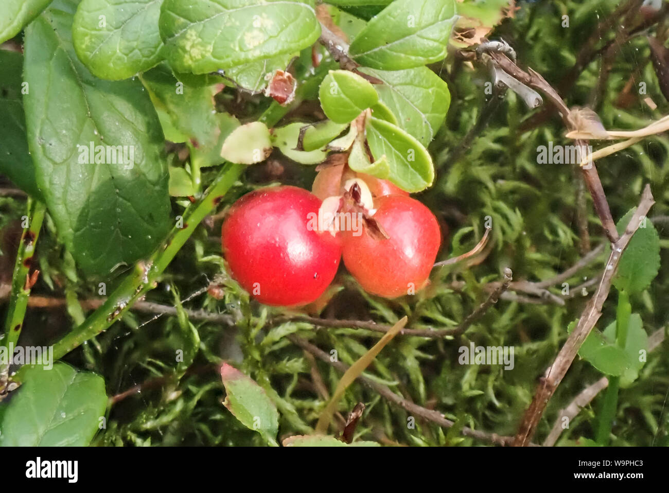 Baya lingon hi-res stock photography and images - Alamy