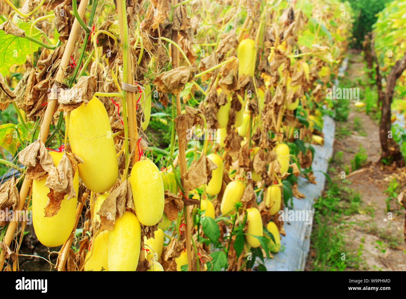 Old and Ripe Yellow Cucumber in Cucumber Fields. Ready to Harvest ...