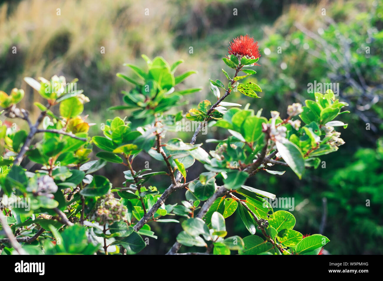 Lehua Tree High Resolution Stock Photography and Images - Alamy