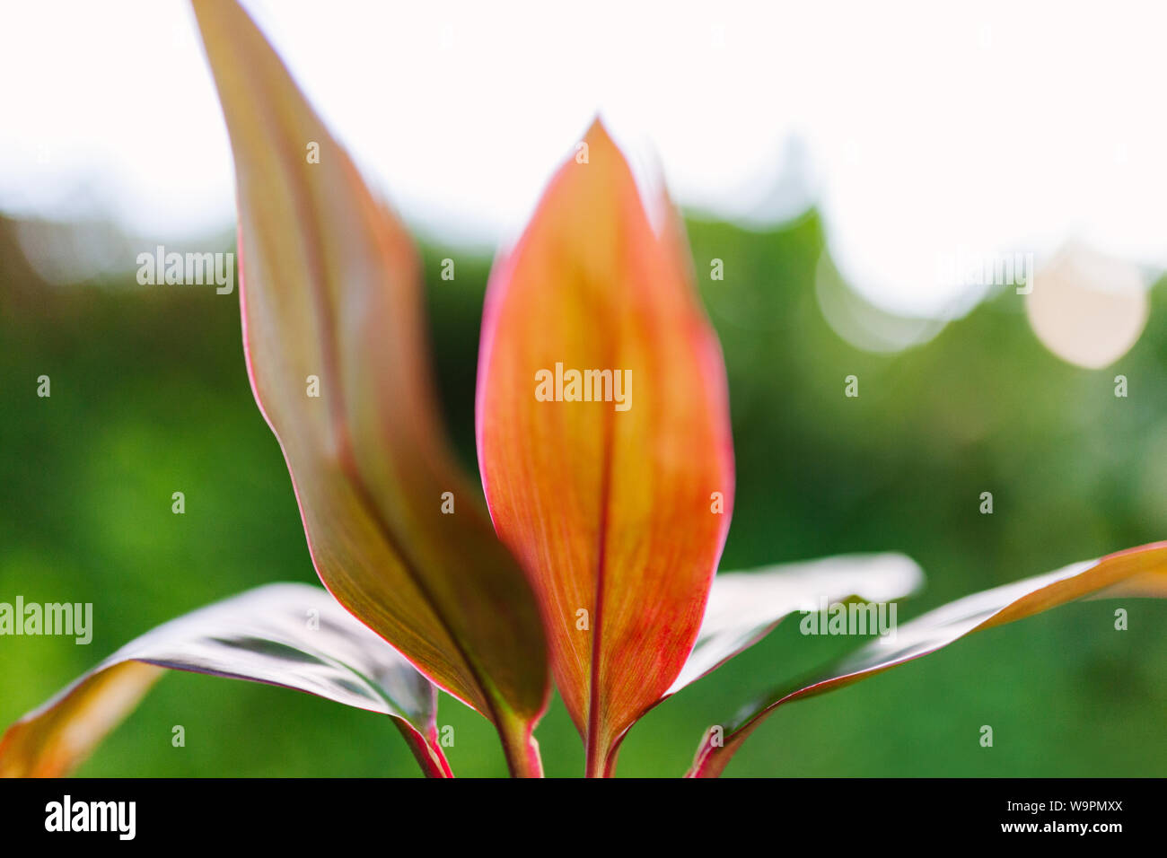 Native Hawaiian Plant High Resolution Stock Photography and Images - Alamy