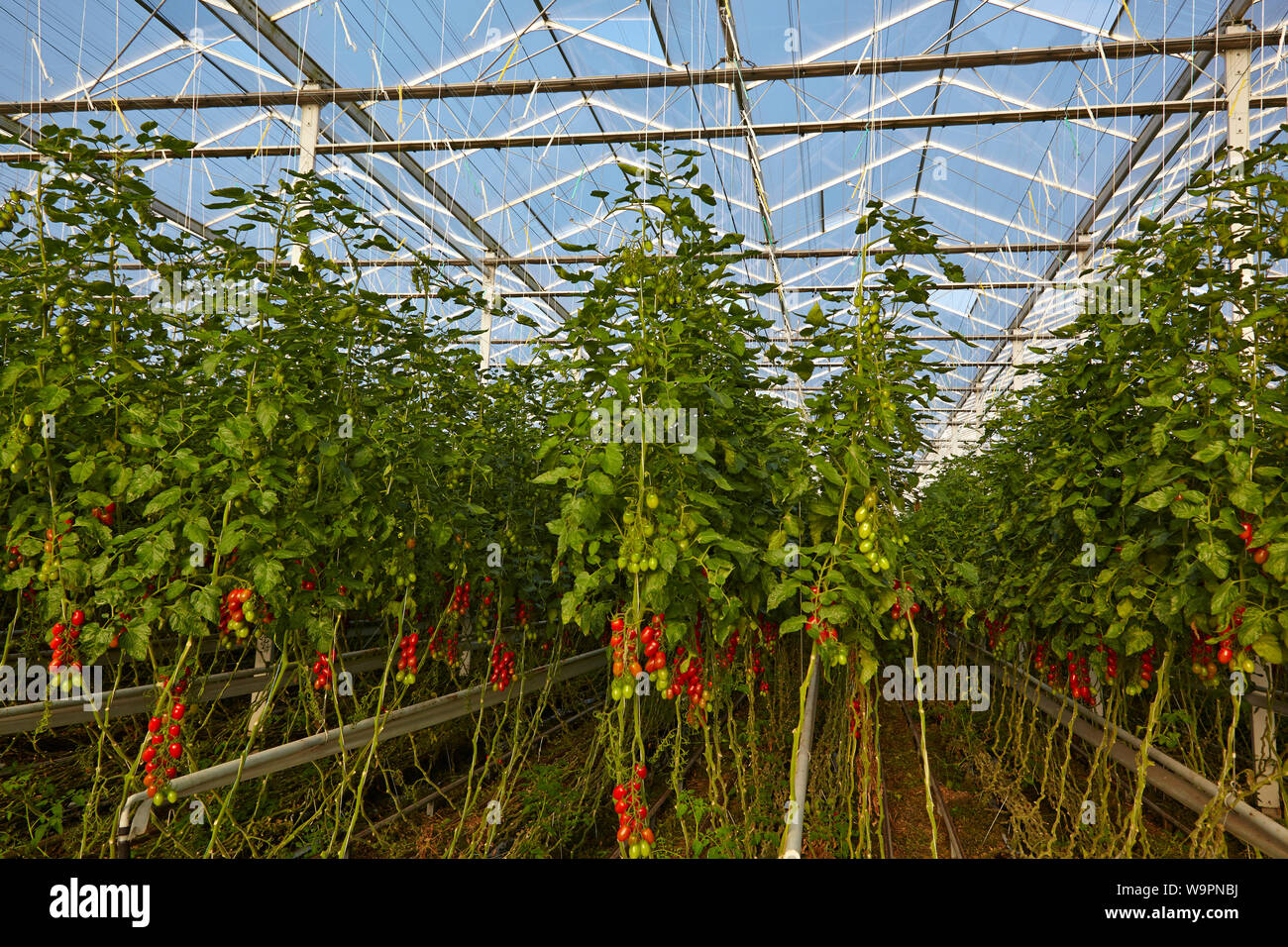 Organically grown tomatoes produced in a greenhouse environment Stock Photo - Alamy