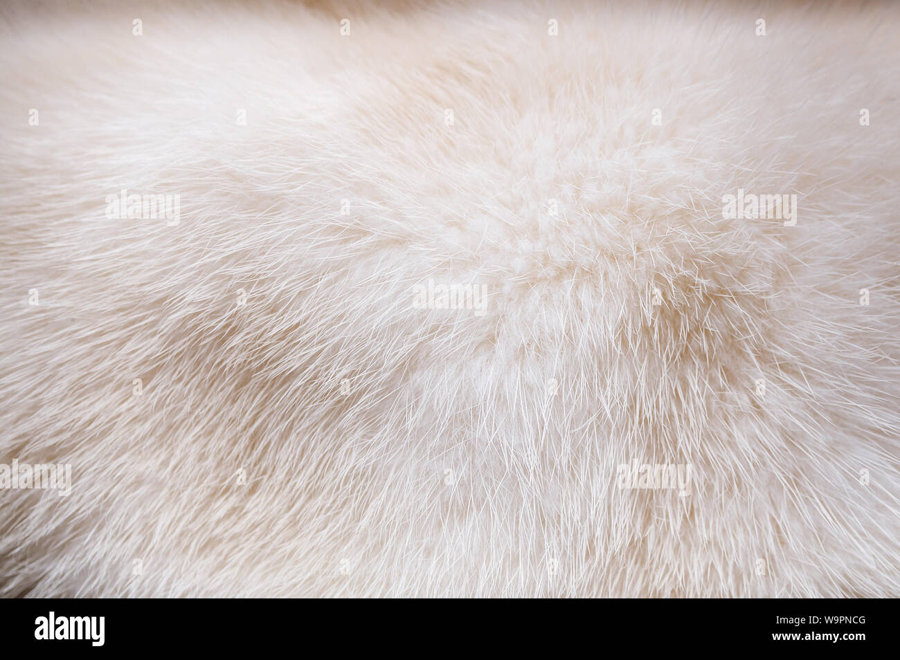 White mink fur hi-res stock photography and images - Alamy