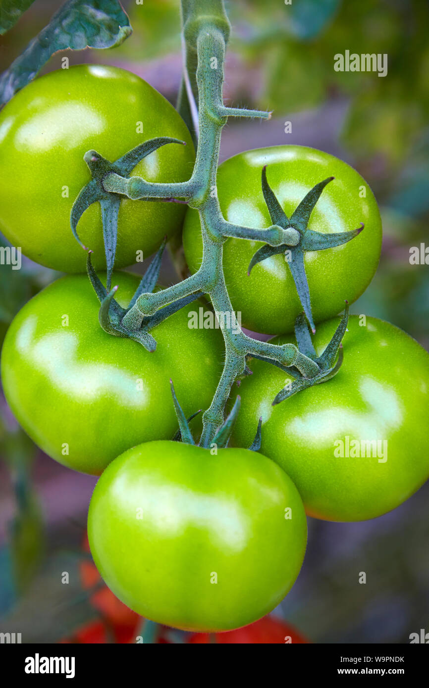 Green tomato plants on the vine Stock Photo - Alamy