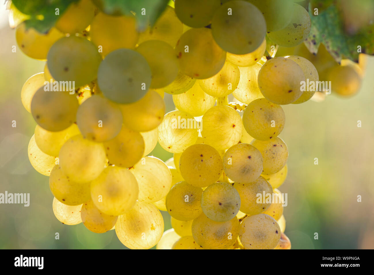 Yellow grapes hi-res stock photography and images - Alamy