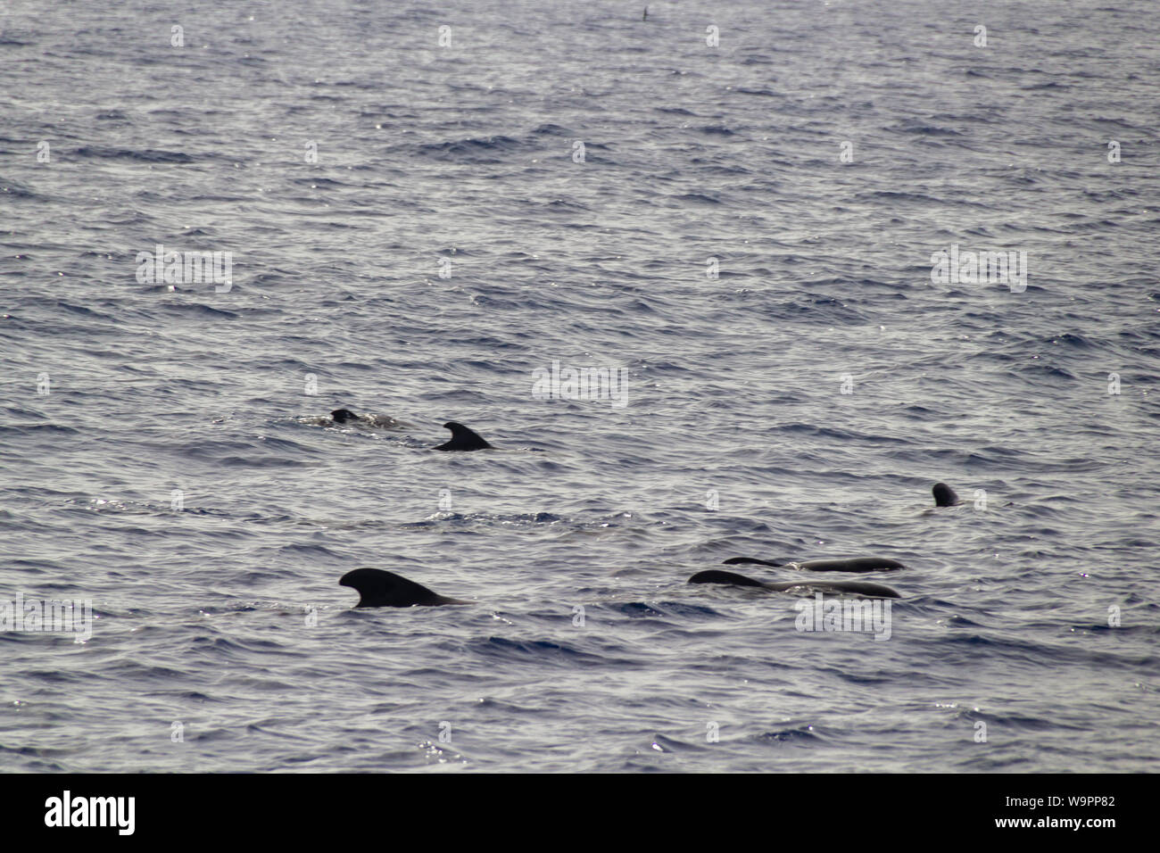 Groep of pilot whales migrating Stock Photo - Alamy