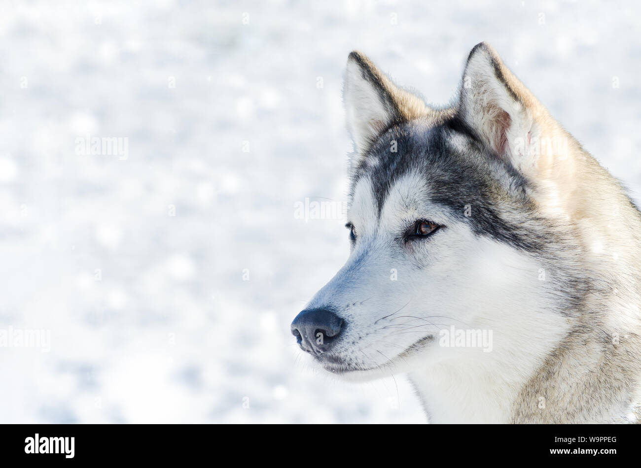 Siberian husky dog close up outdoor face portrait. Sled dogs race ...