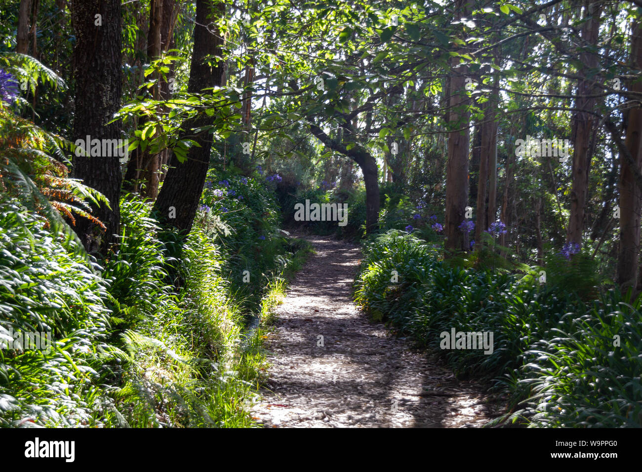 Funchal madeira levada hi-res stock photography and images - Alamy