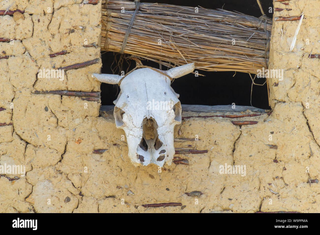 Skull of a cow hanging at one of the houses of the Bay of Bones in ...