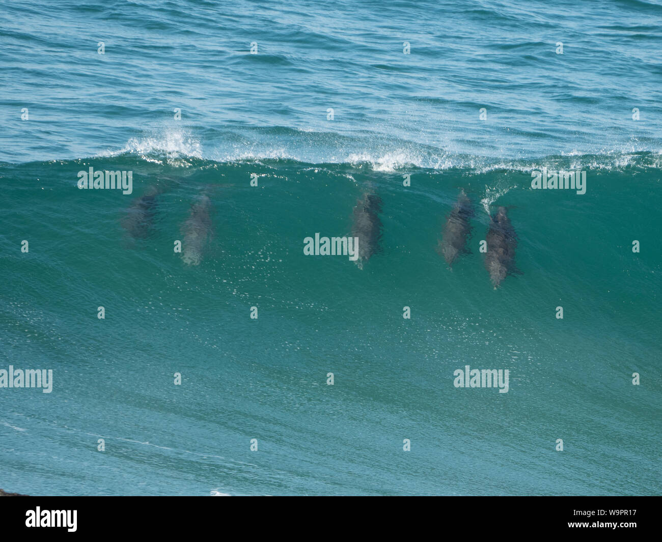 A pod of wild Bottlenose Dolphins diving through a wave Stock Photo - Alamy