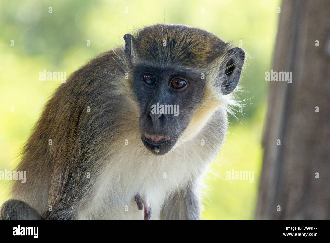 Chlorocebus sabaeus face hi-res stock photography and images - Alamy