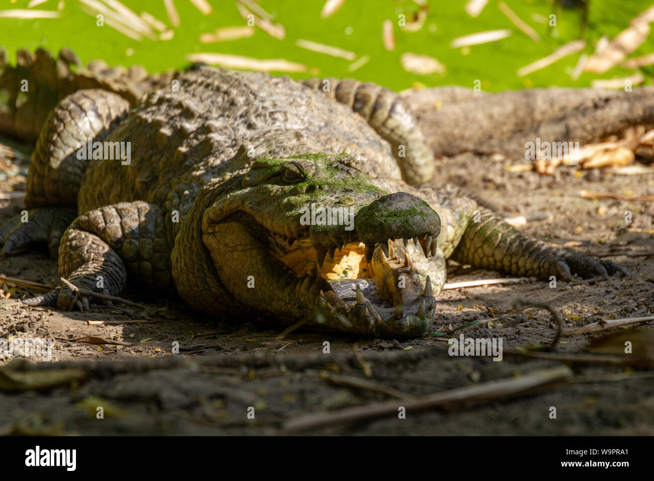 Large crocodile at the Kachikally Crocodile Pool Stock Photo - Alamy