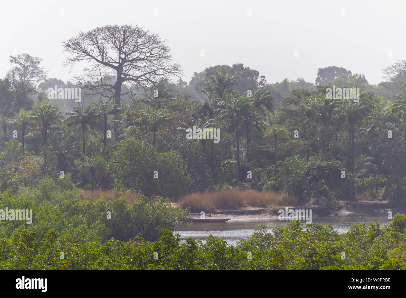 Protected eco forest near Serekunda in Gambia Stock Photo - Alamy