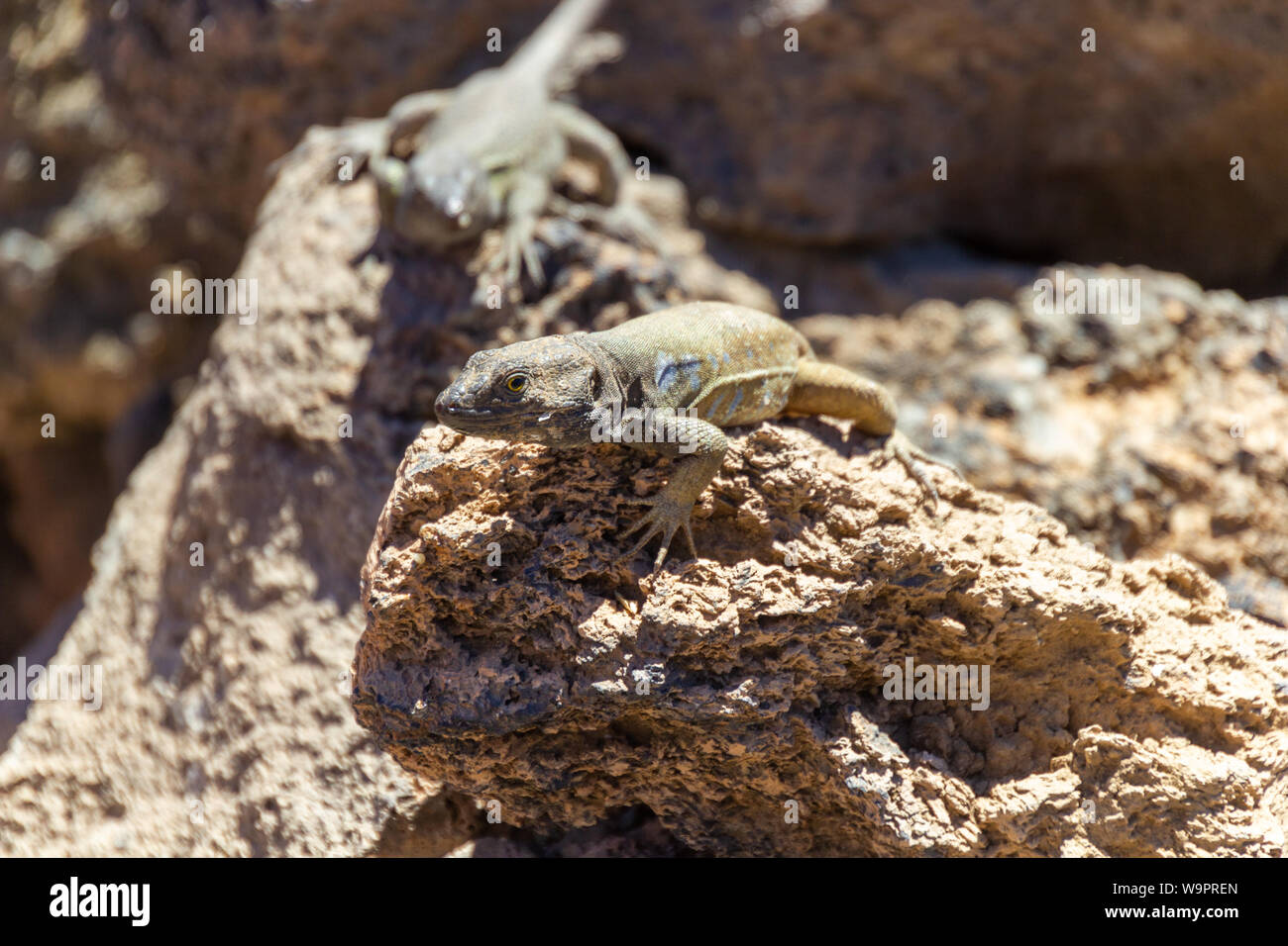 Canary islands lizards hi-res stock photography and images - Alamy