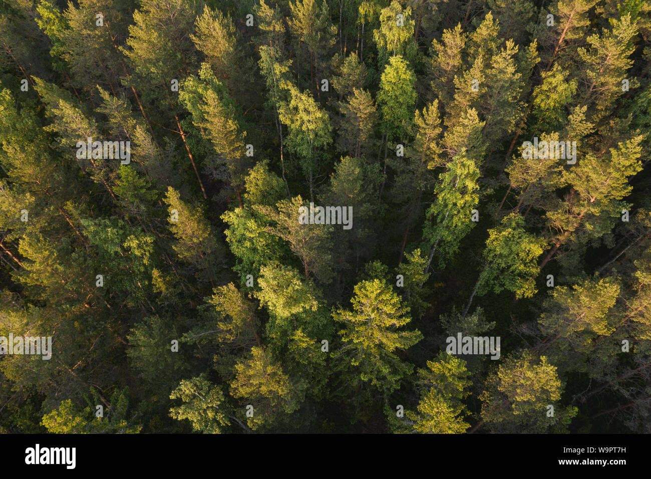 Taiga aerial hi-res stock photography and images - Alamy