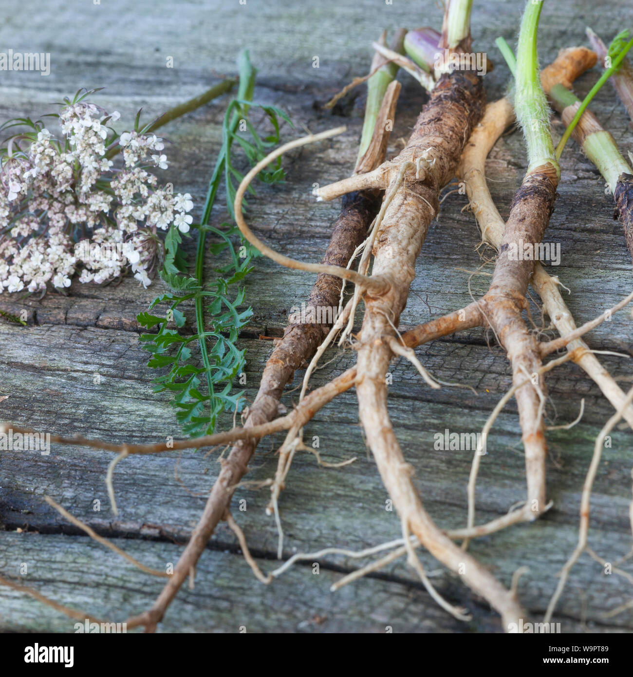 La carota hi-res stock photography and images - Alamy