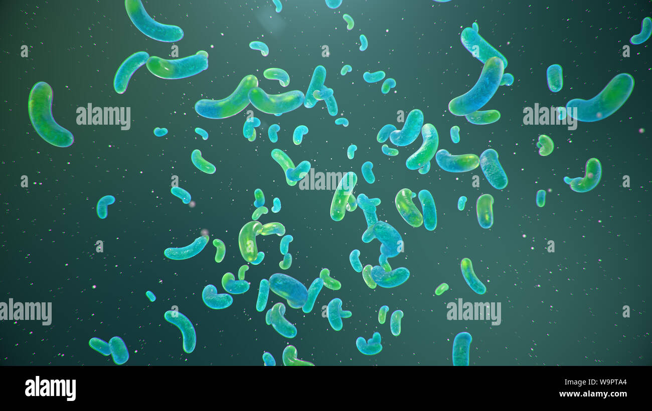 Rod-shaped bacteria, bacteria in intestines living organism as ...