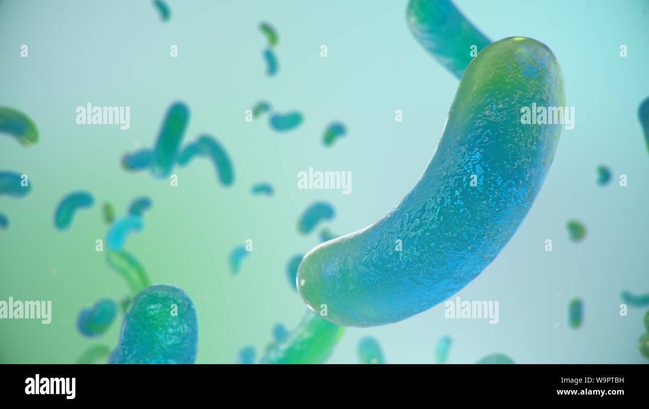 Rod-shaped bacteria, bacteria in intestines living organism as ...