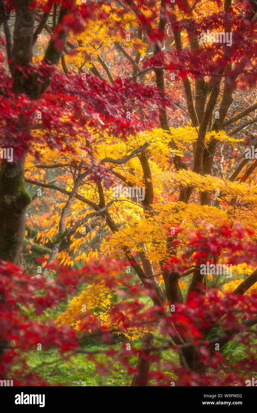 Stunning colorful vibrant red and yellow Japanese Maple trees in Autumn ...