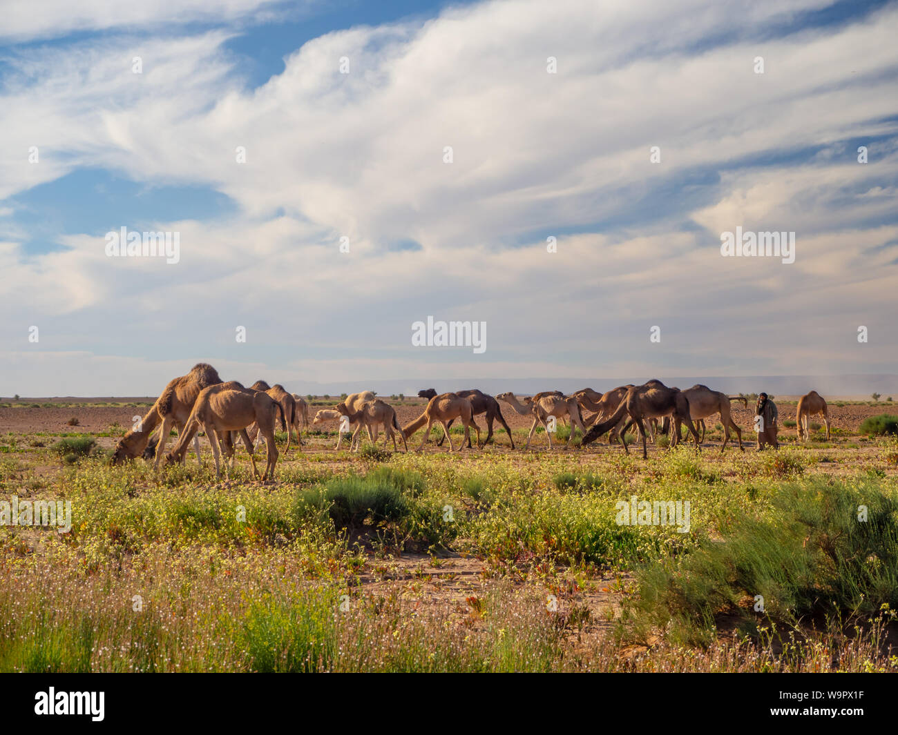 Camel group herd in a green desert in Morocco, mountain landscape Stock ...