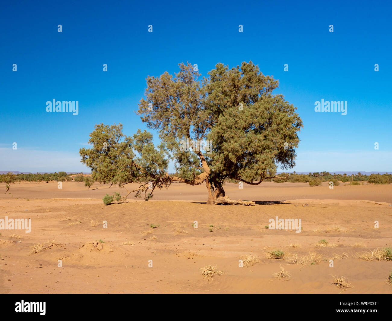 Lone desert tree in Morocco. Landscape terrain and nature. Underground ...