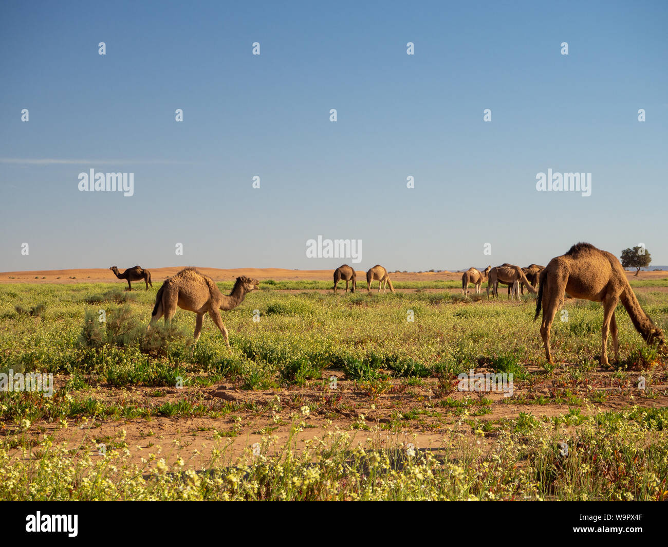 Camel group herd in a green desert in Morocco, mountain landscape Stock ...