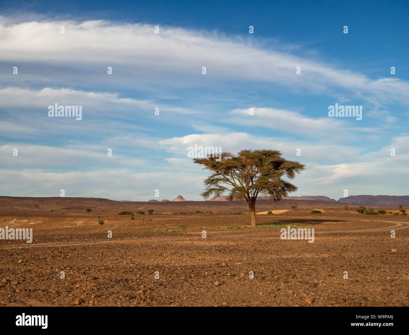 Lone desert tree in Morocco. Landscape terrain and nature. Underground ...