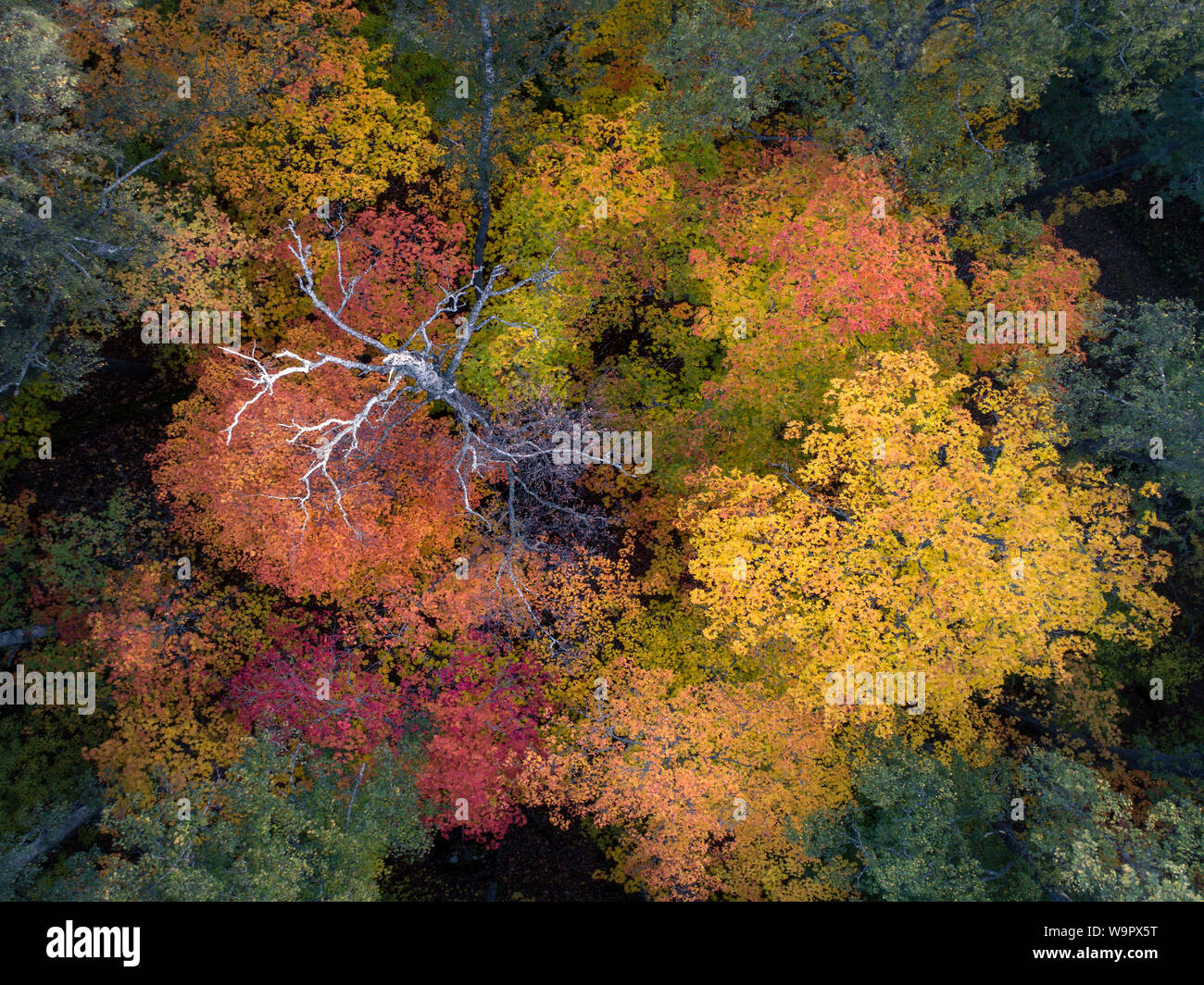 Aerial view trees hi-res stock photography and images - Alamy
