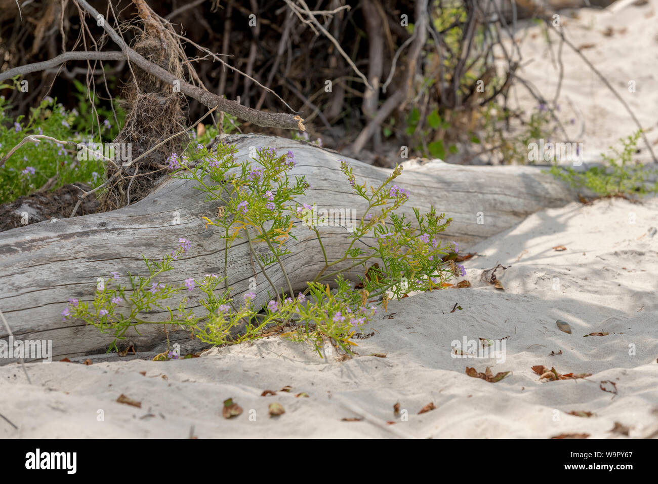 Driftwood growing little purple flowers in the sand of a dune at the ...