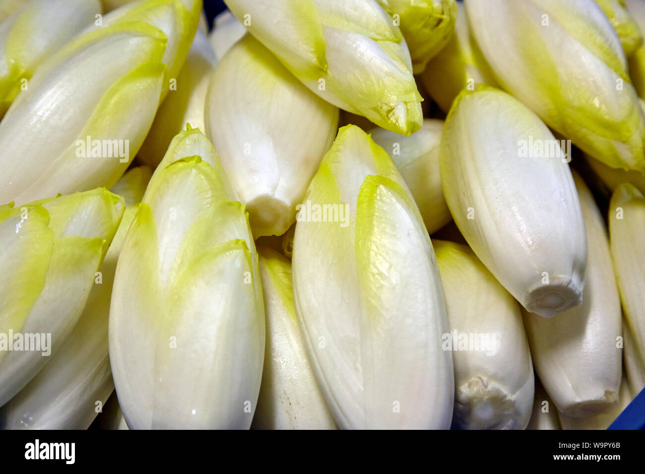 Witloof chicory hi-res stock photography and images - Alamy