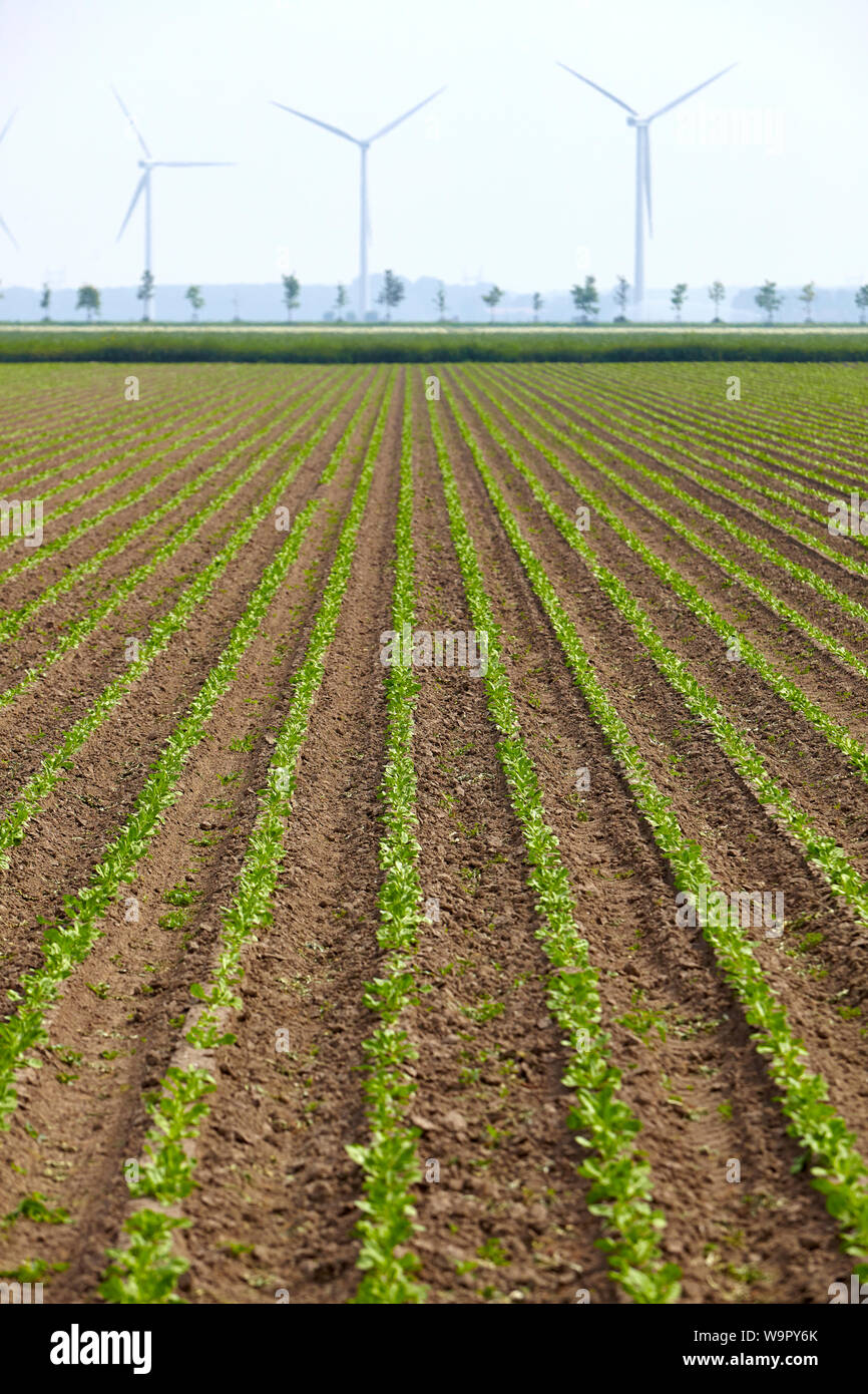 Farming plot with vertical rows of cultivated chicory plants and three ...