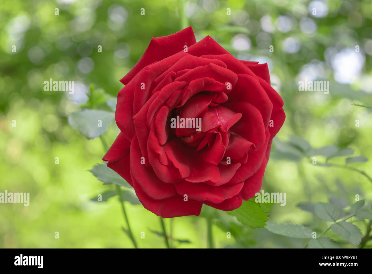 Red rose in the garden Stock Photo - Alamy