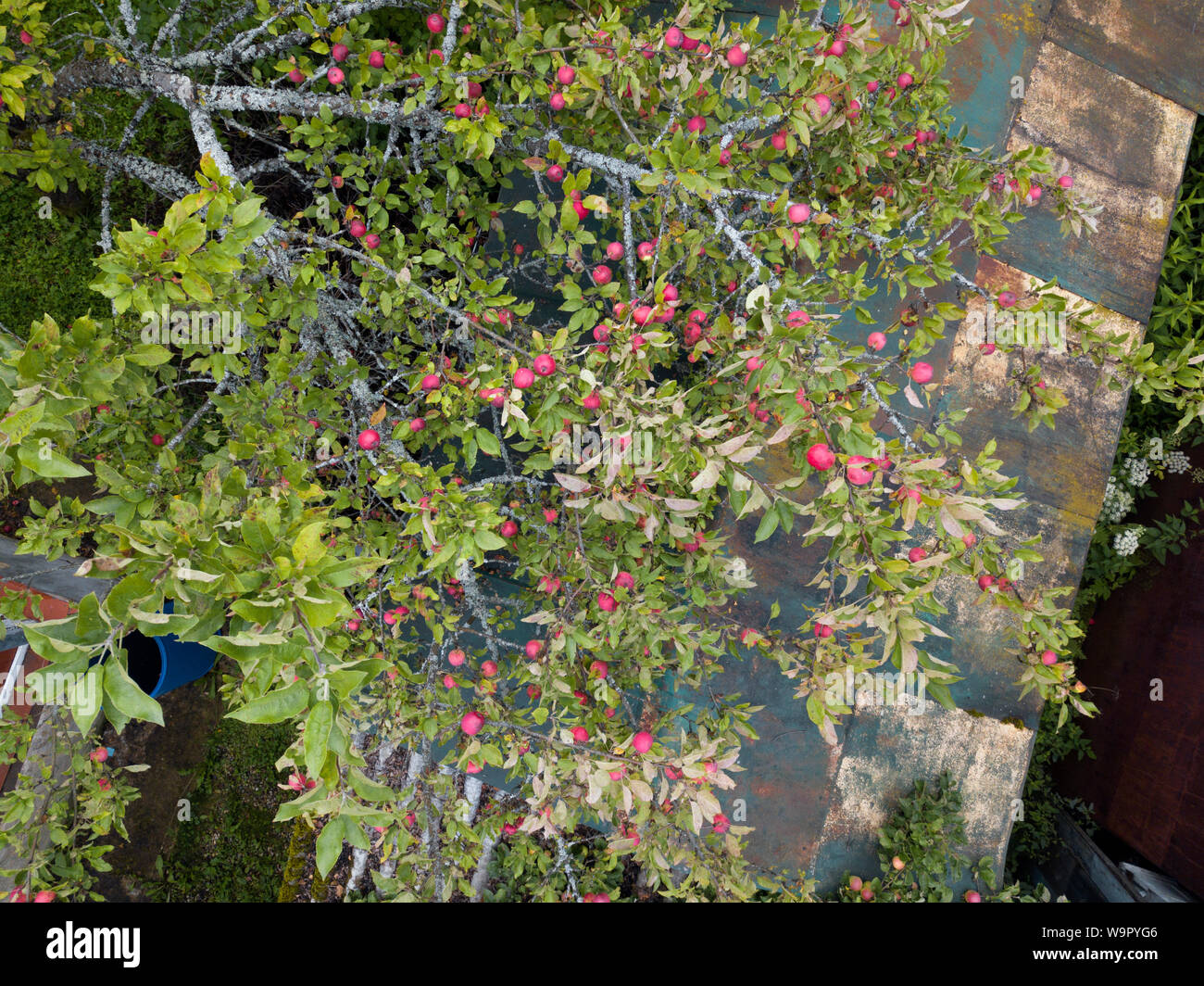 Bird eye view of a garden with ripe red apples on the top of the trees ...