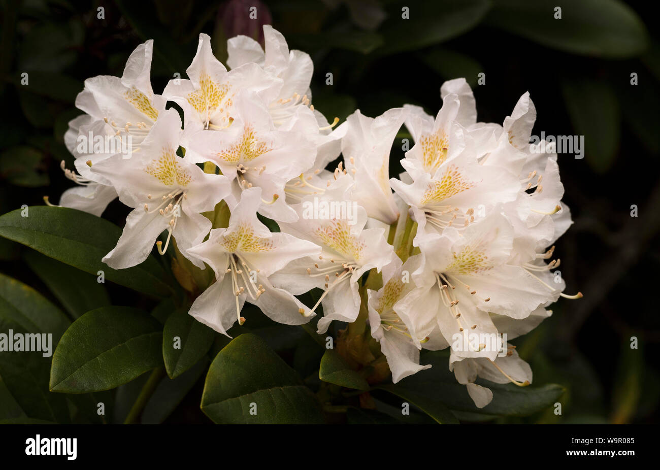 White rhododendrons with golden yellow spotted markings Stock Photo - Alamy
