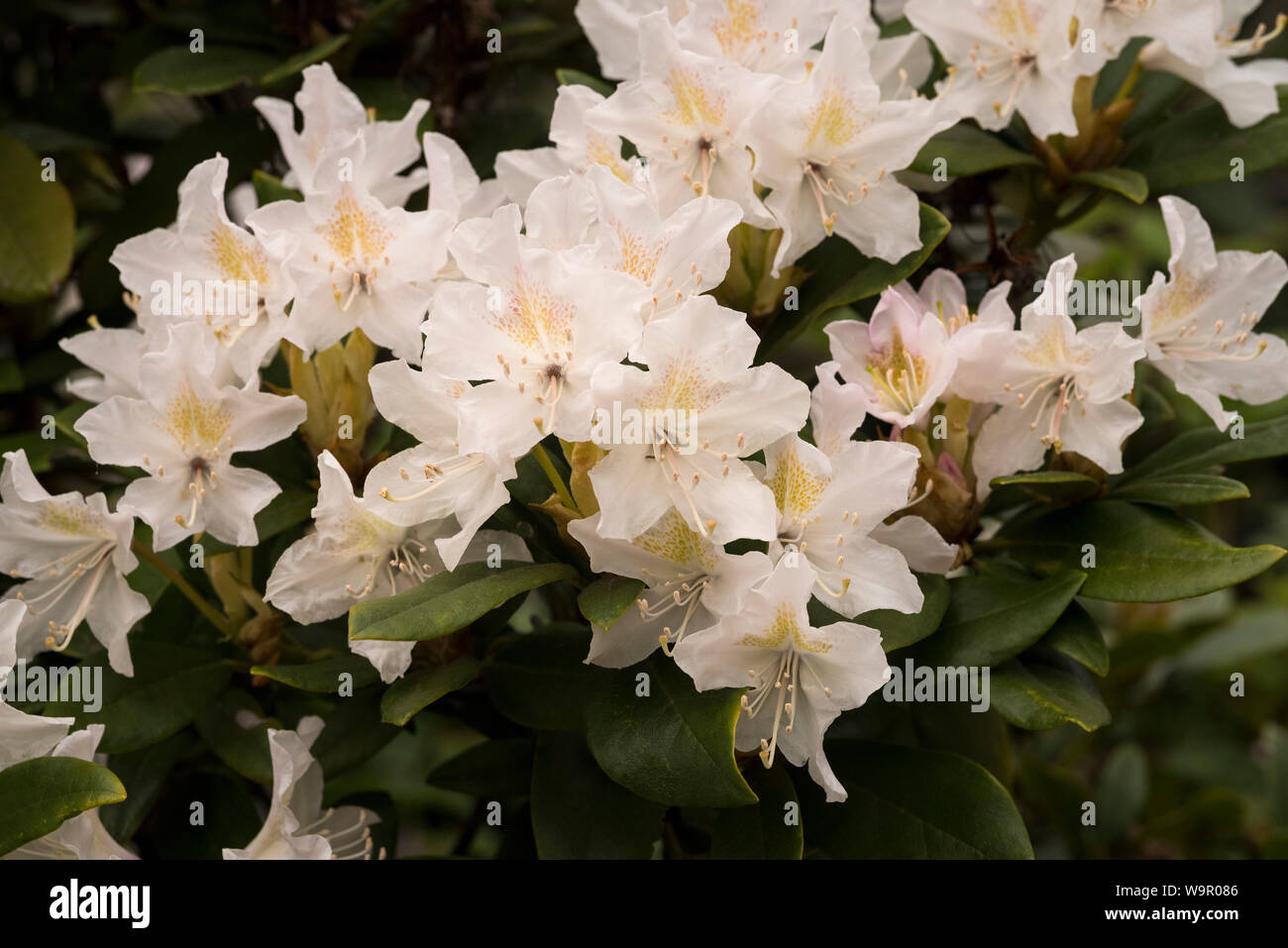 Golden rhododendrons hi-res stock photography and images - Alamy