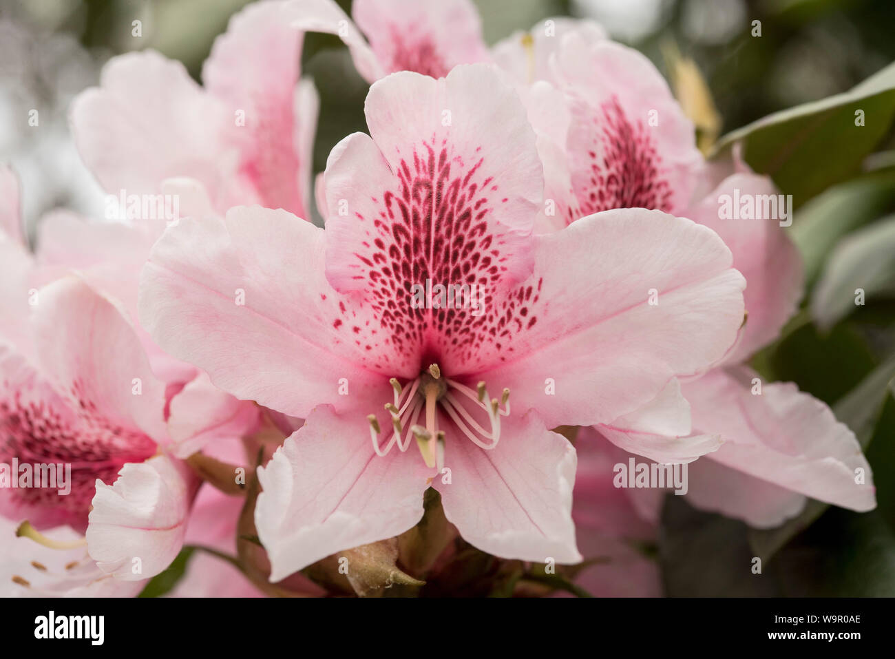 Pale pink rhododendrons with dark pink / burgundy spotted markings ...