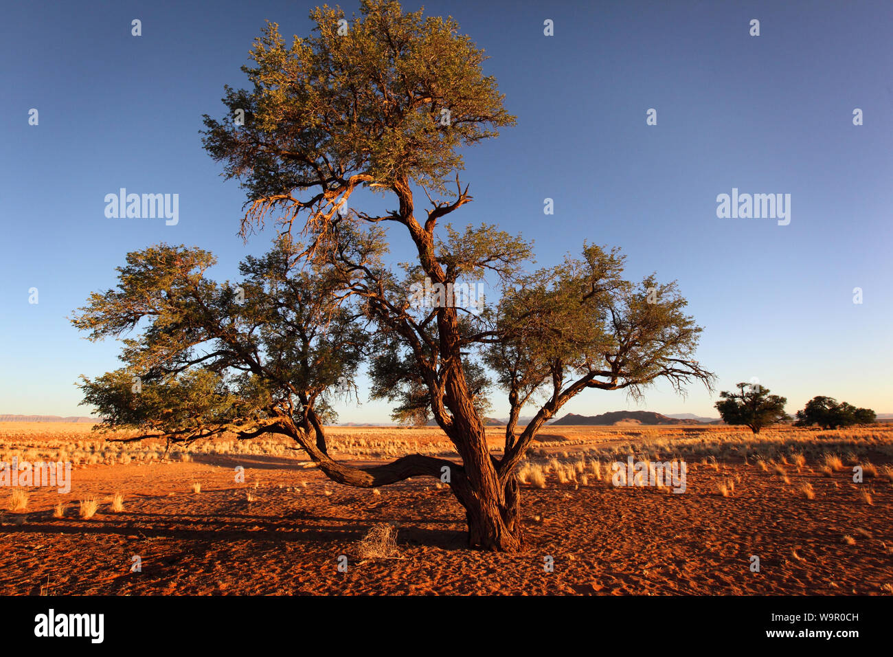 Desert grass tree hi-res stock photography and images - Alamy