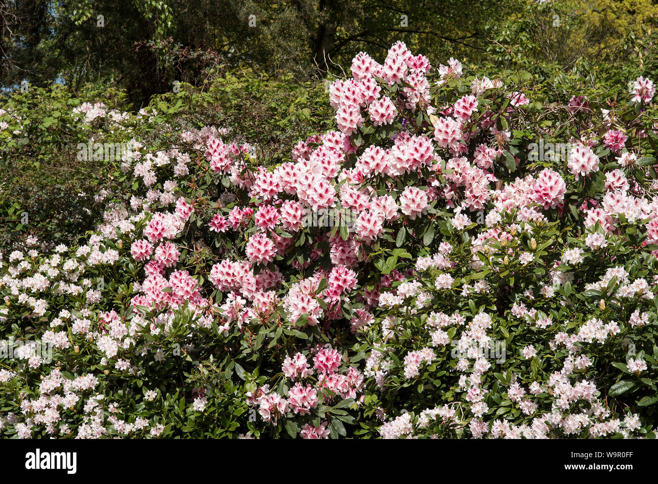 Pale pink rhododendrons with dark pink / burgundy spotted markings ...