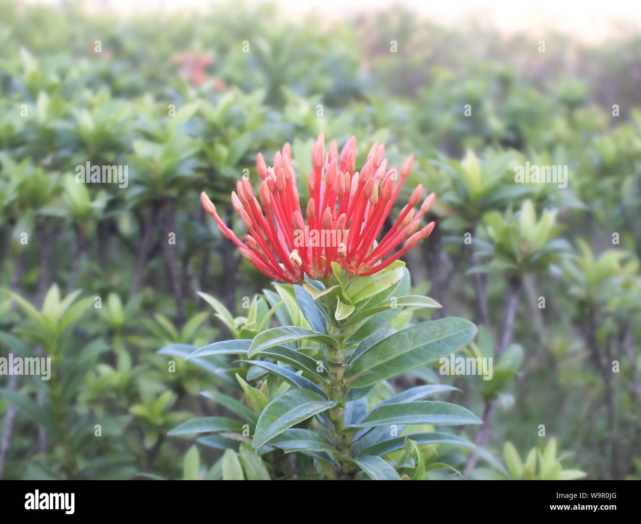 Flora of java hi-res stock photography and images - Alamy