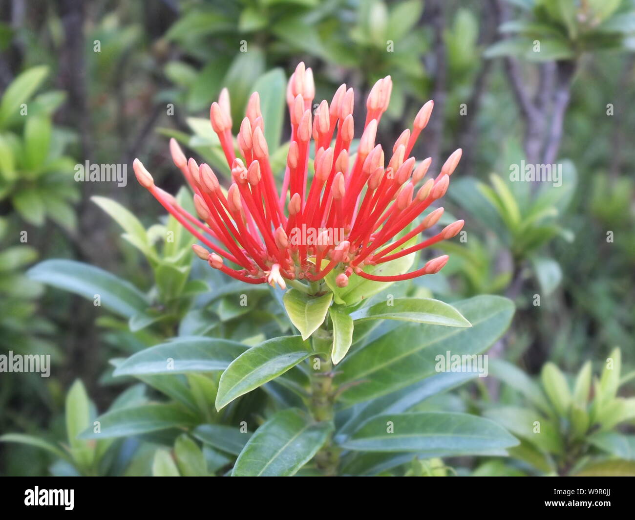 Beautiful red flowers, Central Java Indonesia Stock Photo - Alamy