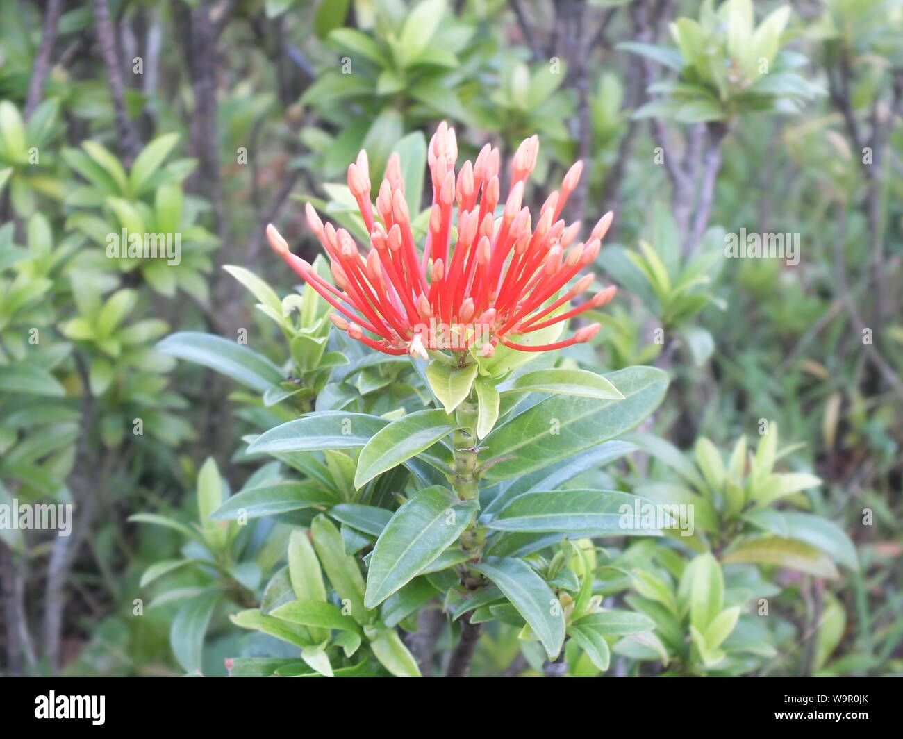 Beautiful red flowers, Central Java Indonesia Stock Photo - Alamy