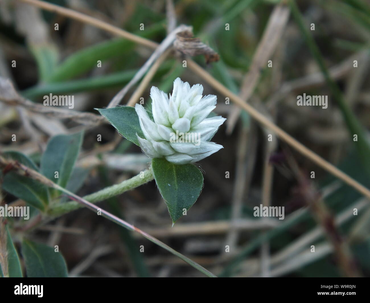 Java grass hi-res stock photography and images - Alamy
