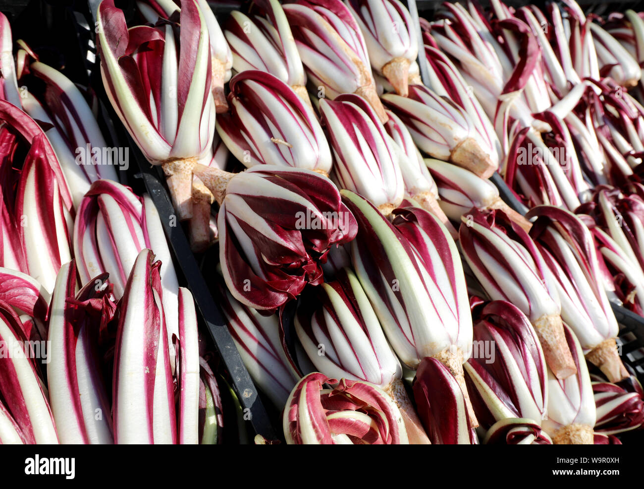 background of Red chicory also called Radicchio Tardivo in Italian ...