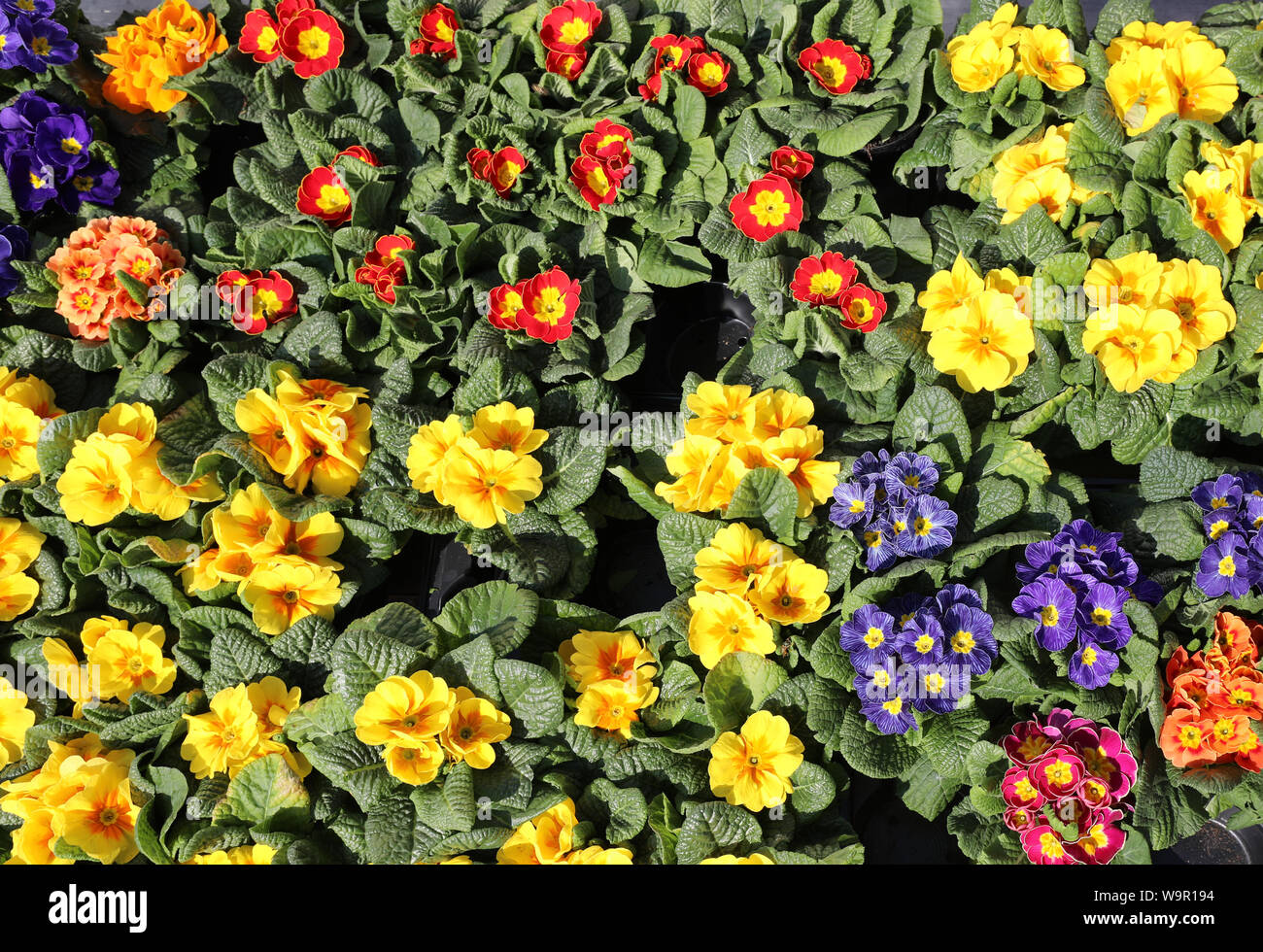background of many colorful primroses for sale at the market Stock ...