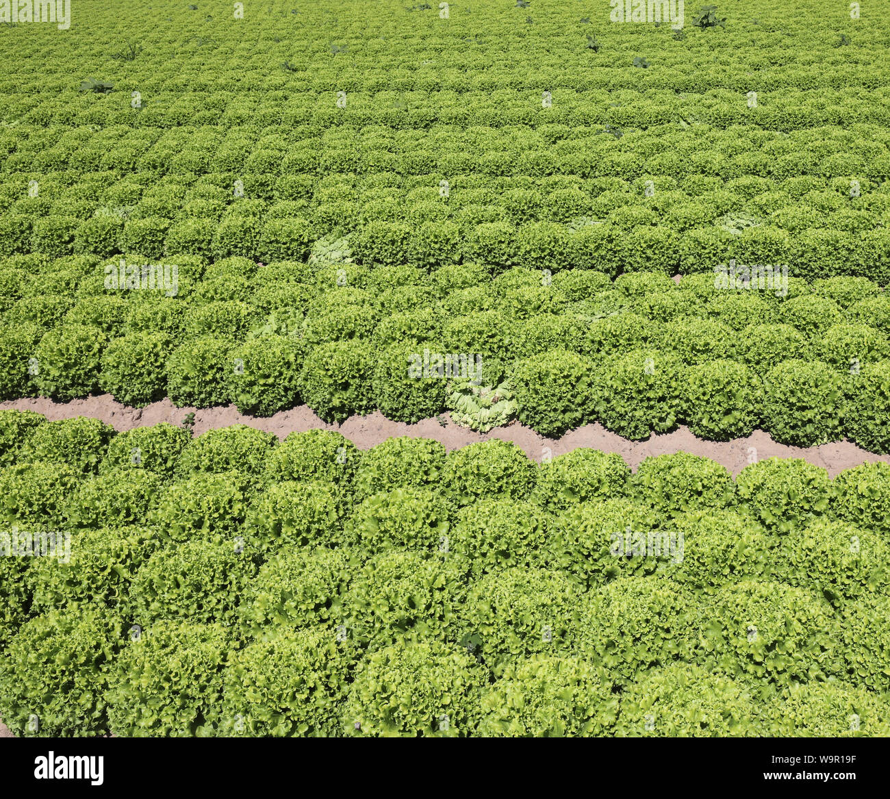 background of green lettuce on the sandy soil to favor the growth of ...