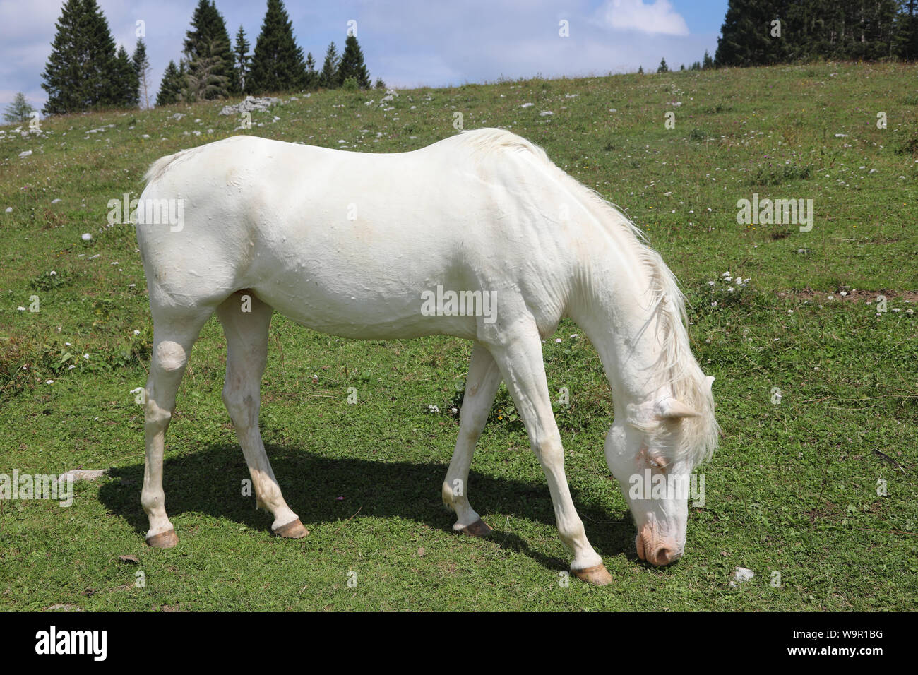 very white albino young horse while grazing in mountain Stock Photo - Alamy