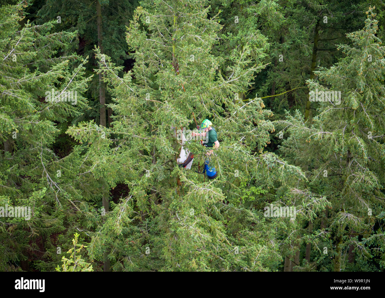 Cone picker hi-res stock photography and images - Alamy