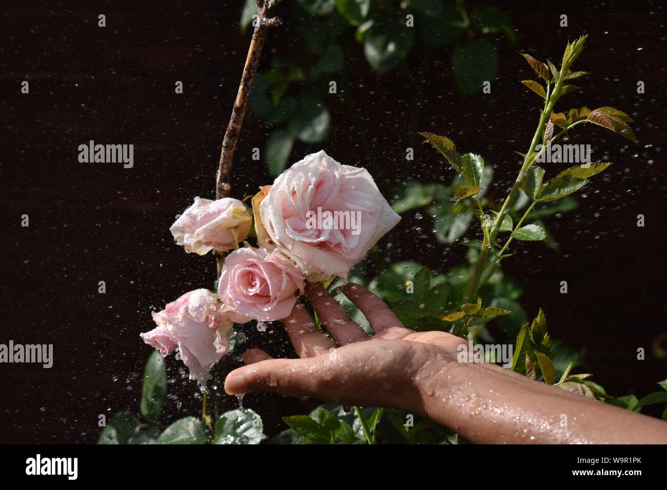 Watering the Roses Stock Photo - Alamy