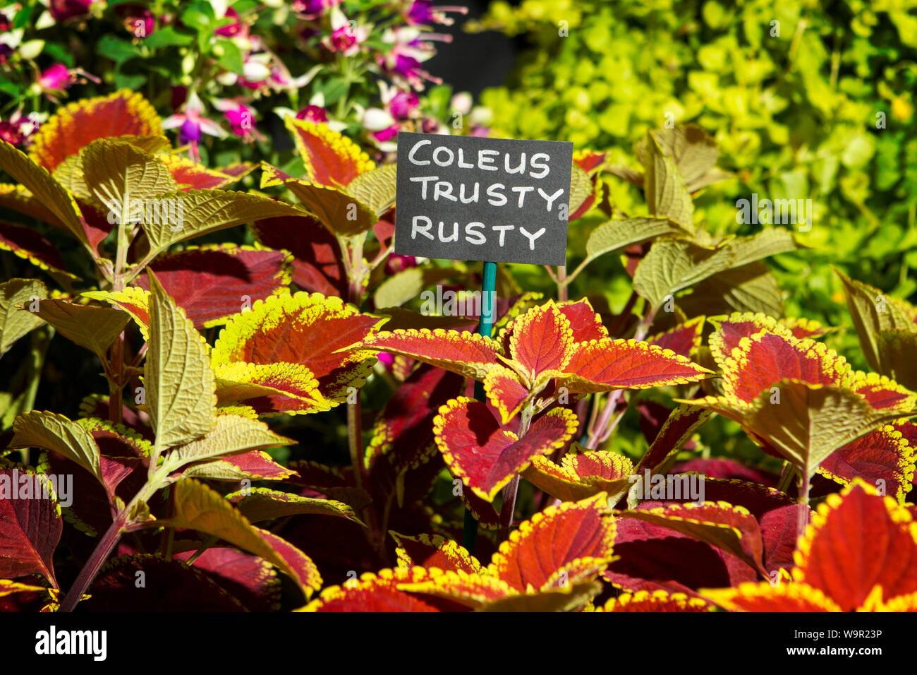 Coleus trusty rusty flower garden plant Stock Photo - Alamy