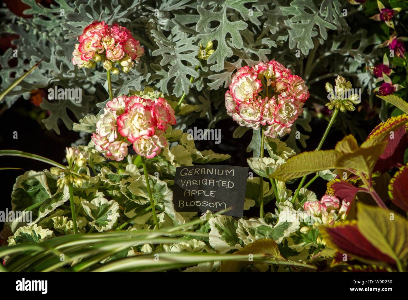 Variegated leaf geranium hi-res stock photography and images - Alamy