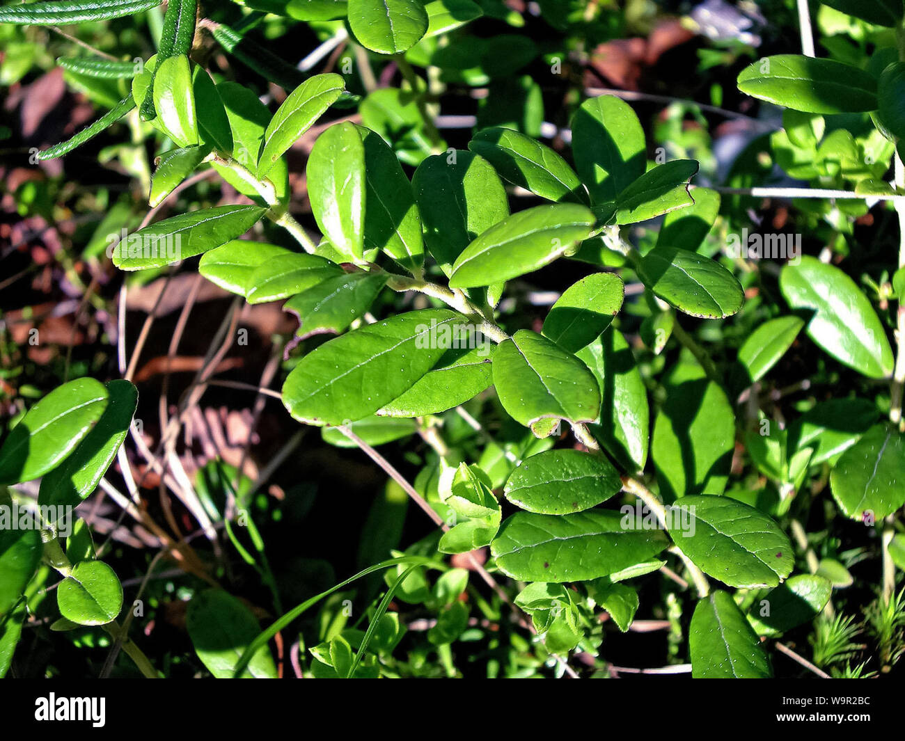 Canada taiga aerial hi-res stock photography and images - Alamy